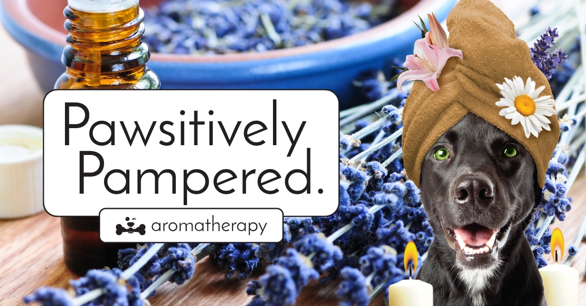 Splash and Dash Releases Aromatherapy Line - Splash and Dash for Dogs